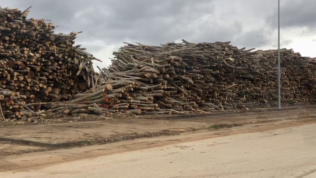 El impresionante acopio de madera de Forestalia en El Bayo - YouTube