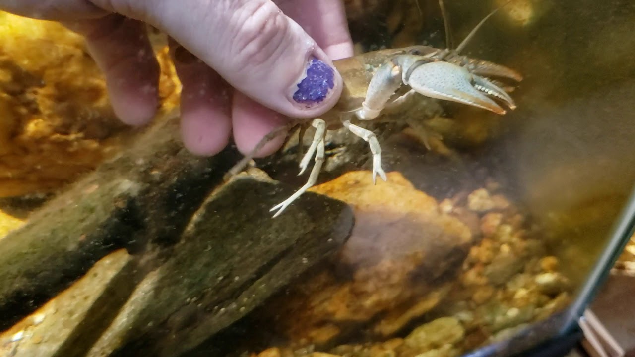 Papershell Crayfish In My Native Tank - YouTube