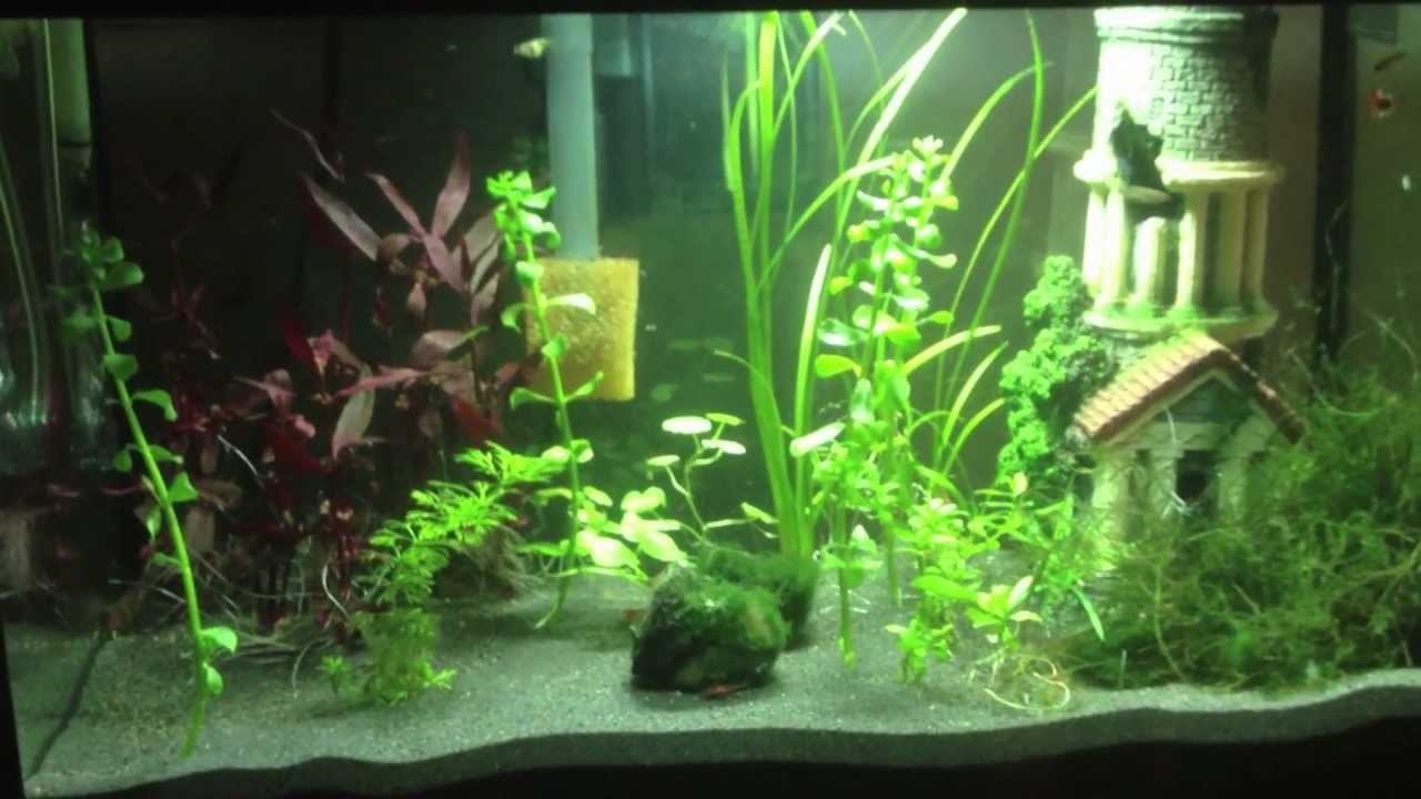 Aquascaping - Aquarium tank planted shrimp red cherry - YouTube