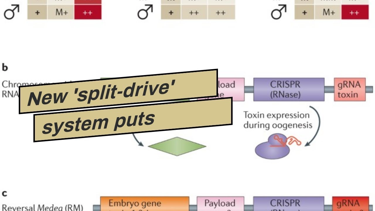 New 'split-drive' system puts scientists in the (gene) driver seat ...