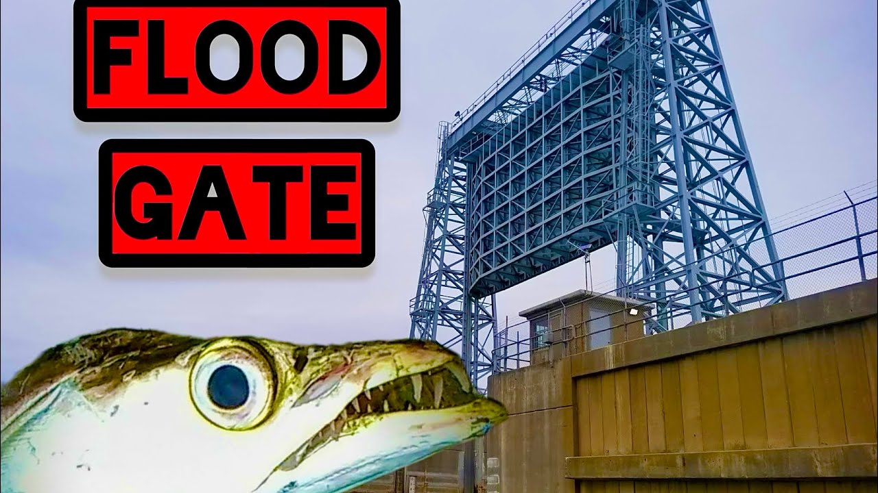 Mysterious Silver fish with BIG Teeth found at Moses Flood Gate # ...