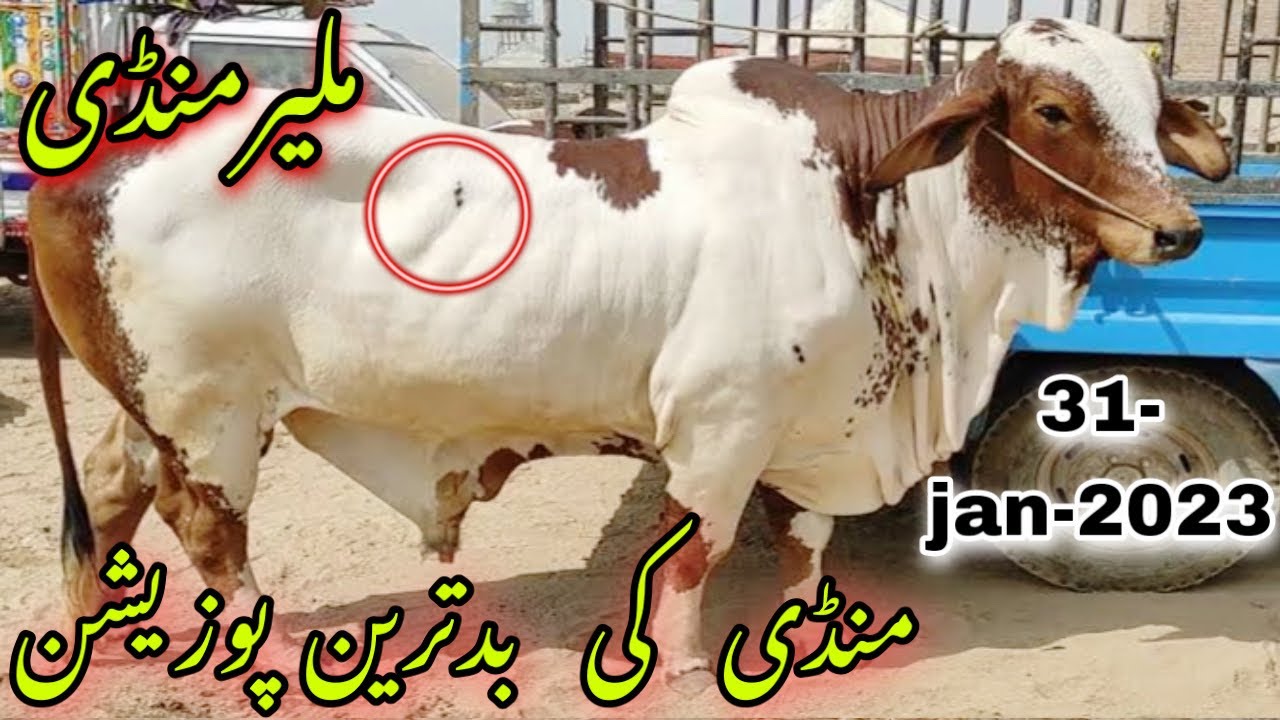 Malir Mandi Karachi Cattle Rates update 31-Jan-2023 | cow mandi 2023 ...