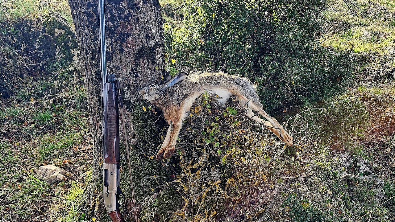 Κυνήγι λαγού "καταδίωξη λαγού μπαμ και τέλος " - YouTube