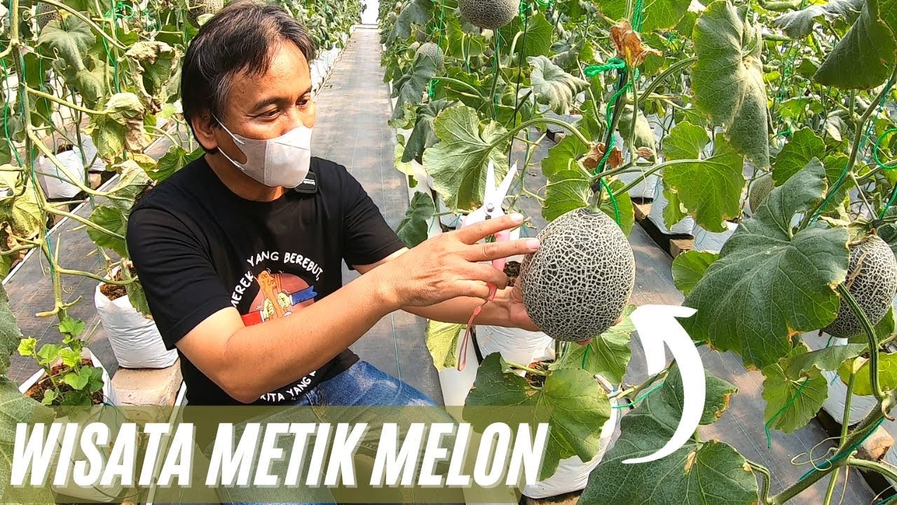 Asiknya Wisata Petik Buah Melon (Akaruku Hydrofarm Cisauk BSD) - YouTube