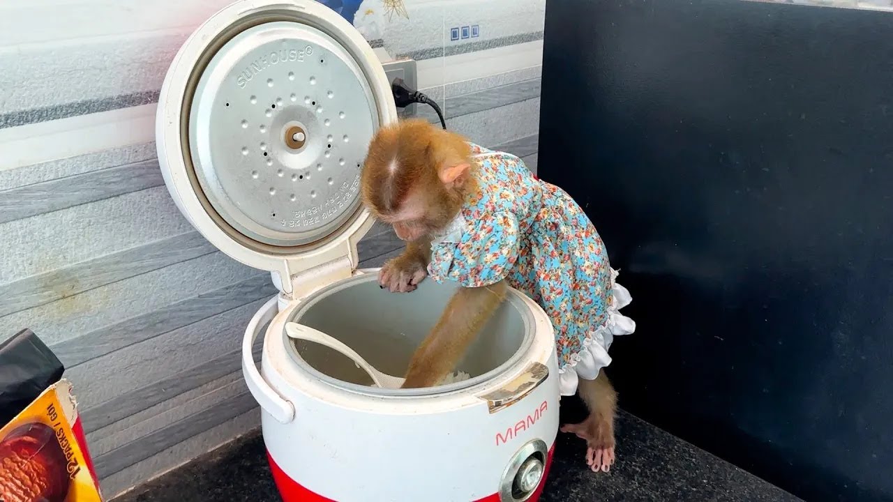 Monkey Kaka is very smart, knows how to cook rice to help mom - YouTube
