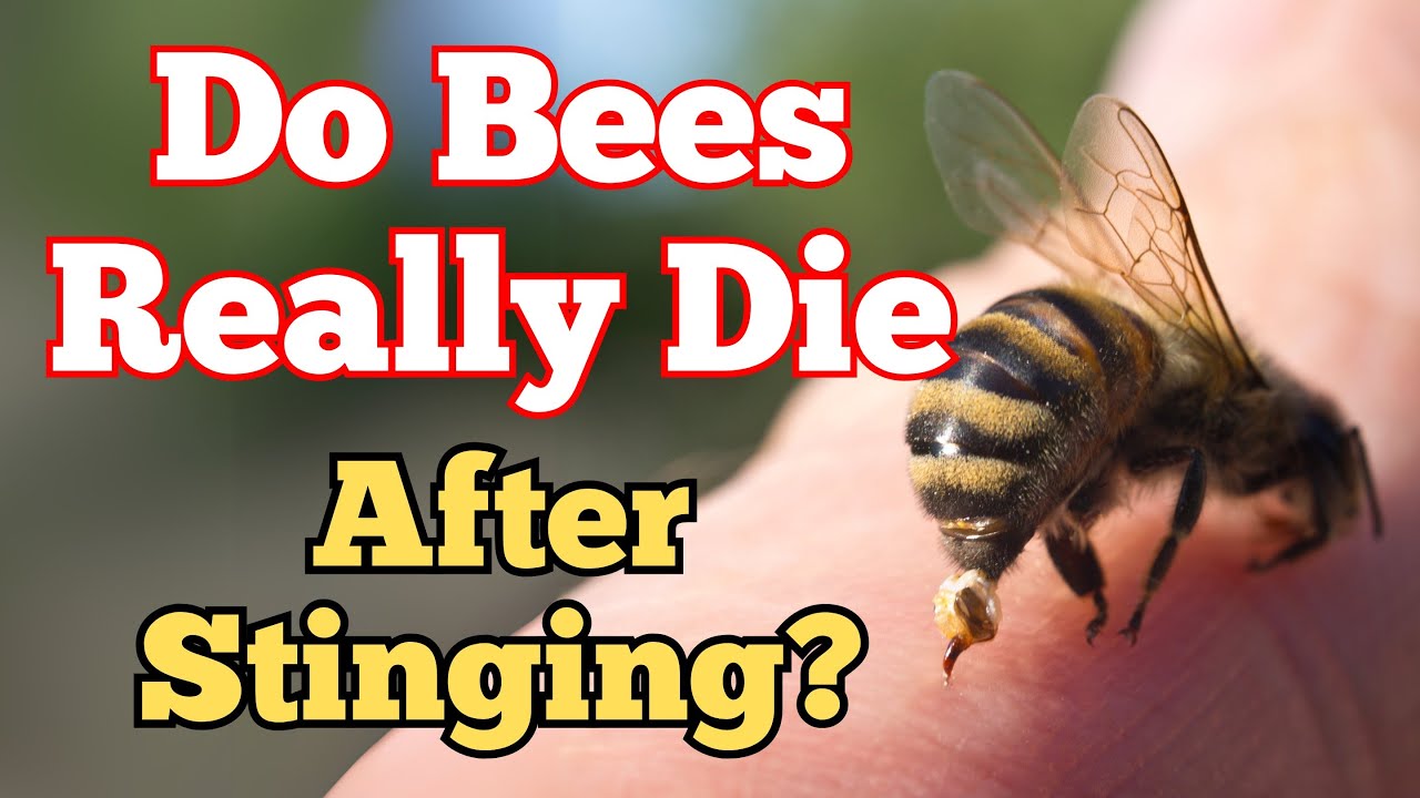 Buzzing to the End: The Truth About Bee Stings! - YouTube