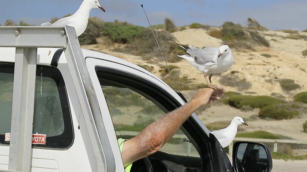 Seagull Man (Rodger) - YouTube