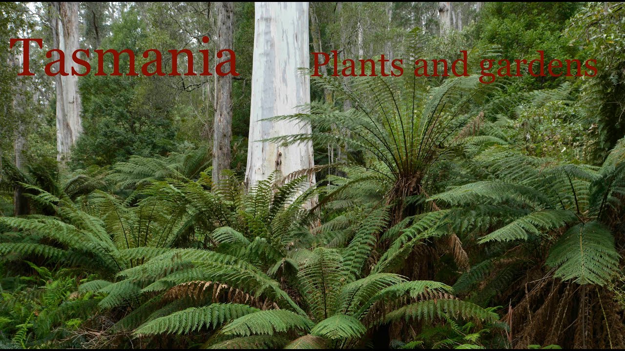 Tasmania Native Plants and Botanical Gardens. The flora of Tasmania ...