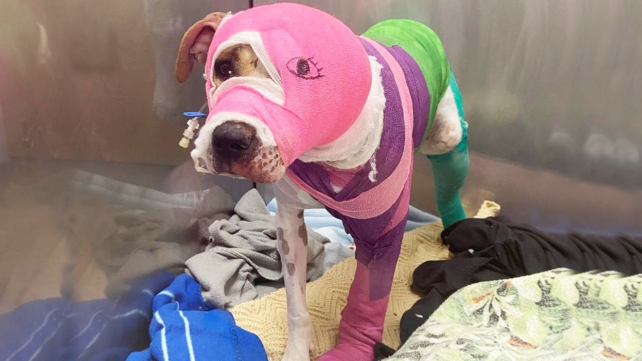 Good Samaritans Jumped into Action to Rescue the Poor Dog Who Cried for ...