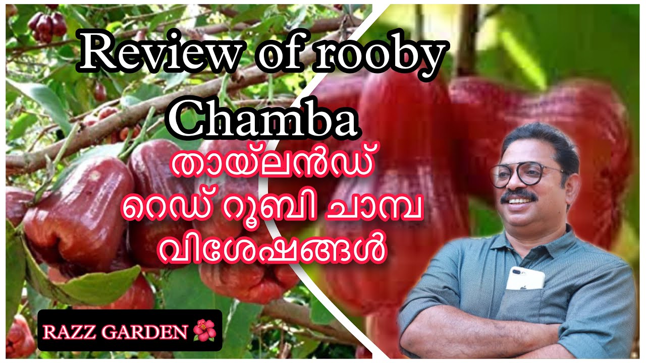 REVIEW OF RED RUBY CHAMBA തായ്ലൻഡ് റെഡ് റൂബി ചാമ്പ വിശേഷങ്ങൾ - YouTube