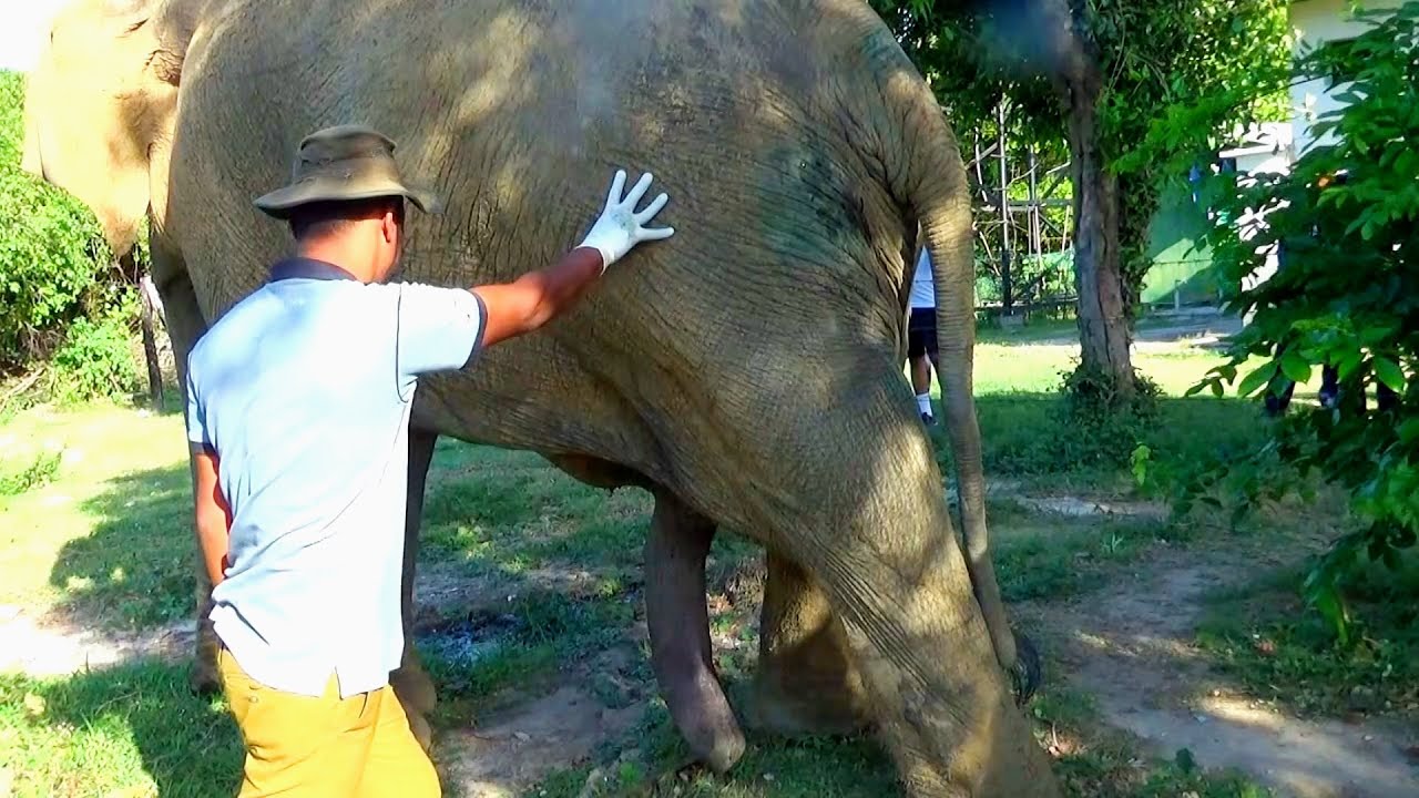 Saving Majestic Giants: The Incredible Elephant Medical Rescue ...