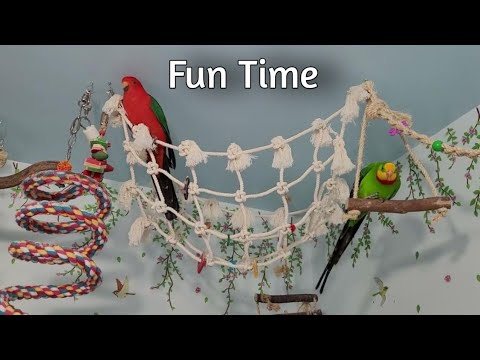 Watch My PARROTS Enjoy Enrichment and Independent Play in their Bird ...