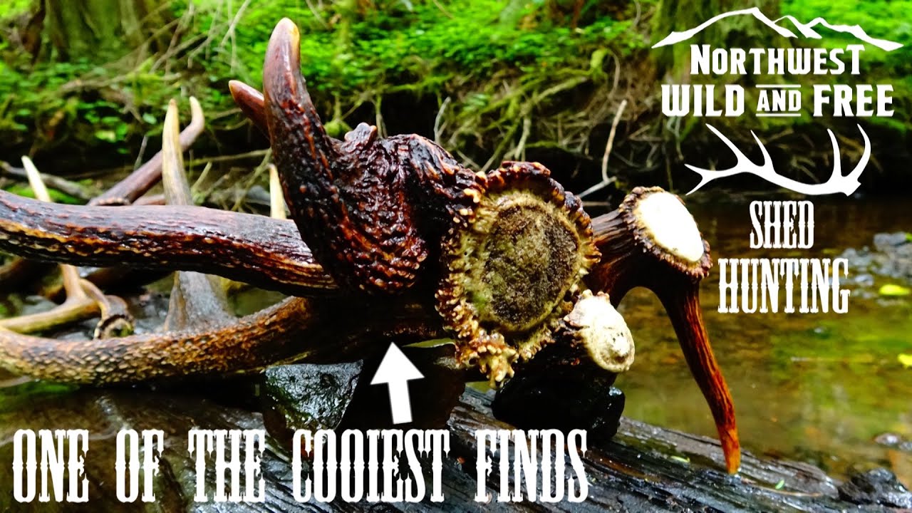 Check Out These Awesome Elk Antlers!! Shed Hunting with Northwest Wild ...