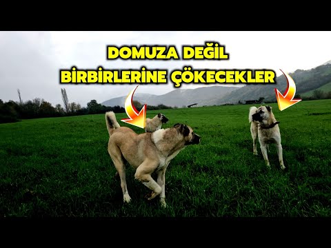 PANZERİ YARALAYAN DOMUZ GERİ GELDİ ! - PANZER VE CONİYLE OLAYA İNTİKAL EDİYOR UZ 