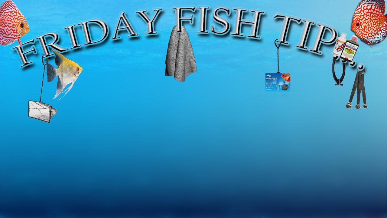 What to use for breeding egg scattering fish, Tetra, Rainbow fish etc ...