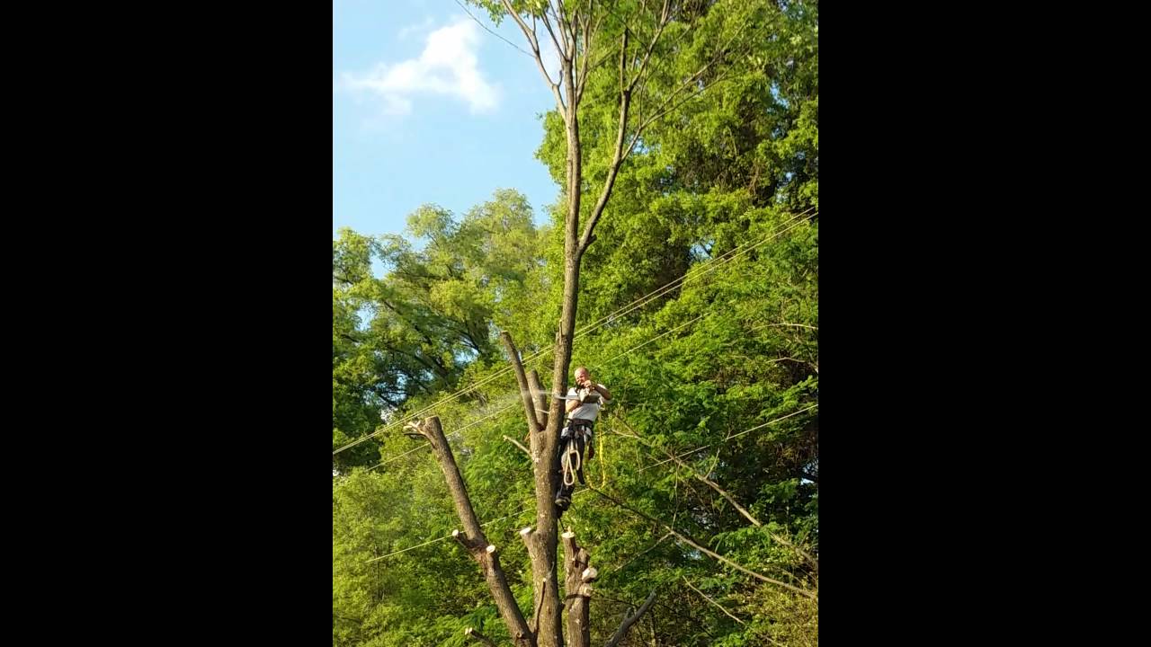Tree climb and cut - YouTube