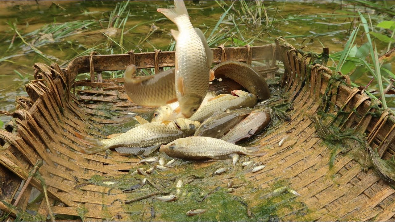 Primitive Skills:Baby Fish 🐠 What I find most interesting💪💪💪 - YouTube