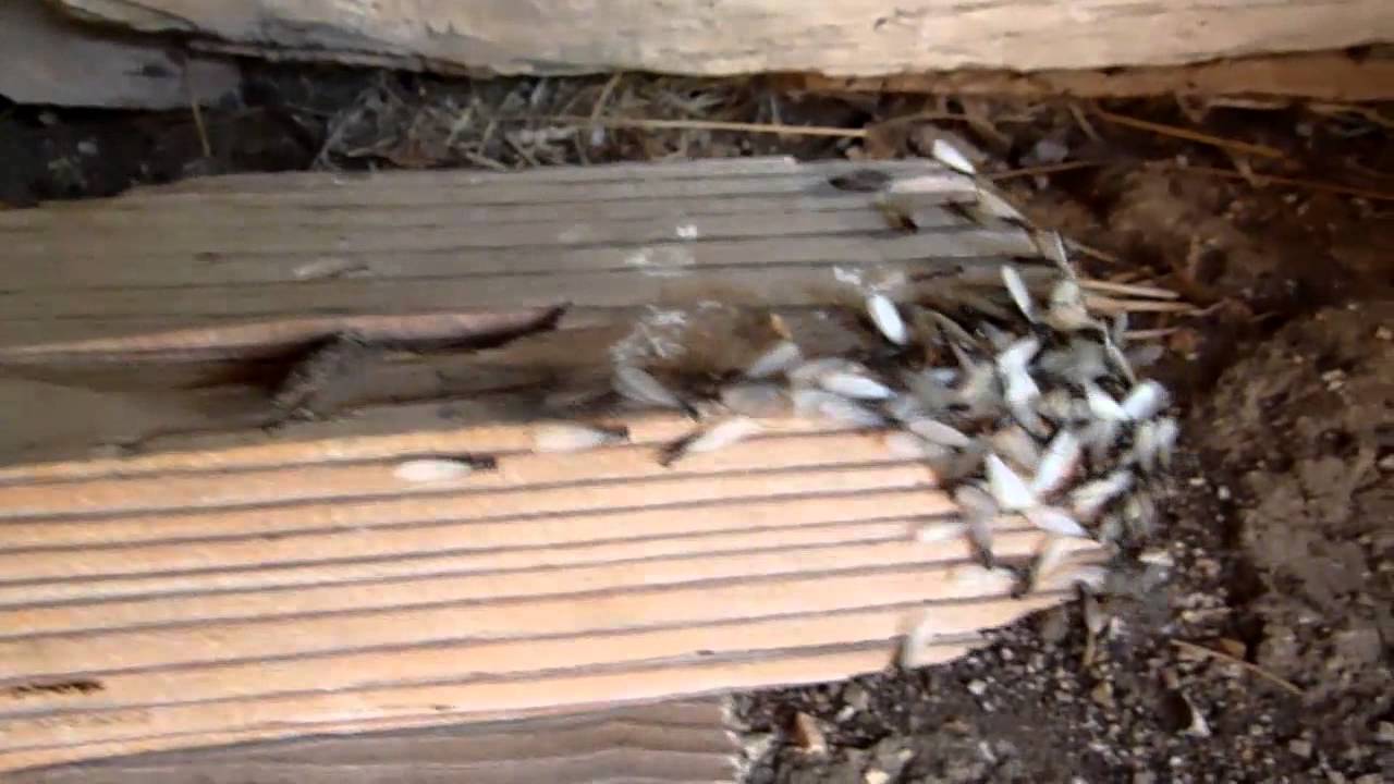Termite migration - YouTube