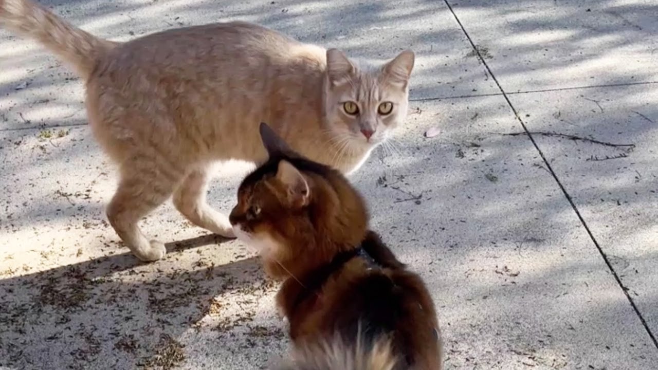 Cat Connection: Pampered Indoor Kitty Visits Her Outside Admirer 🐈 # ...