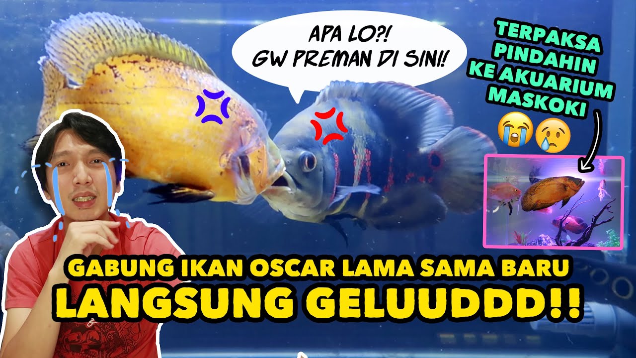 PUSING! Beli Ikan Oscar Baru Berantem Mulu Sama Yang Lama Saling Bully - YouTube
