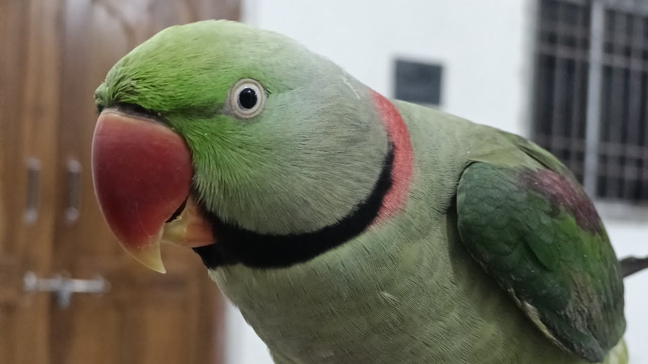 Parrot live @Pets_home_ - YouTube