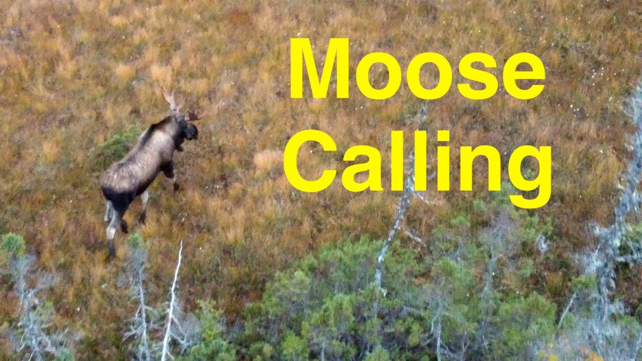 Moose Calling in Newfoundland 2022 and Health Update - YouTube