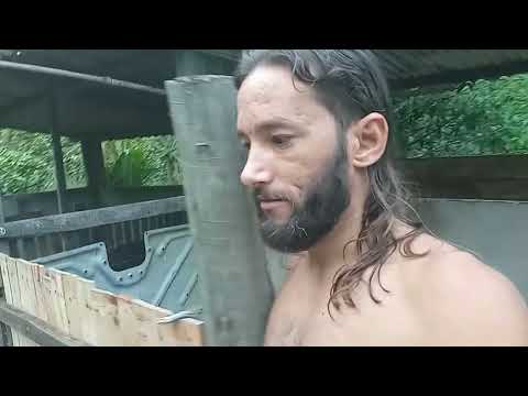 bora capar o negao ele tá ficando muito nervoso @criatorioavesdocampo4121