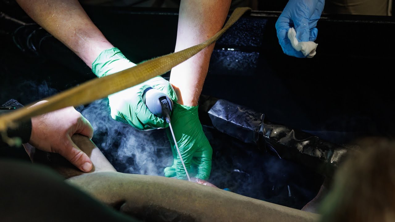 Performing Super Cool — Literally — Surgery on Our Sandbar Shark! - YouTube