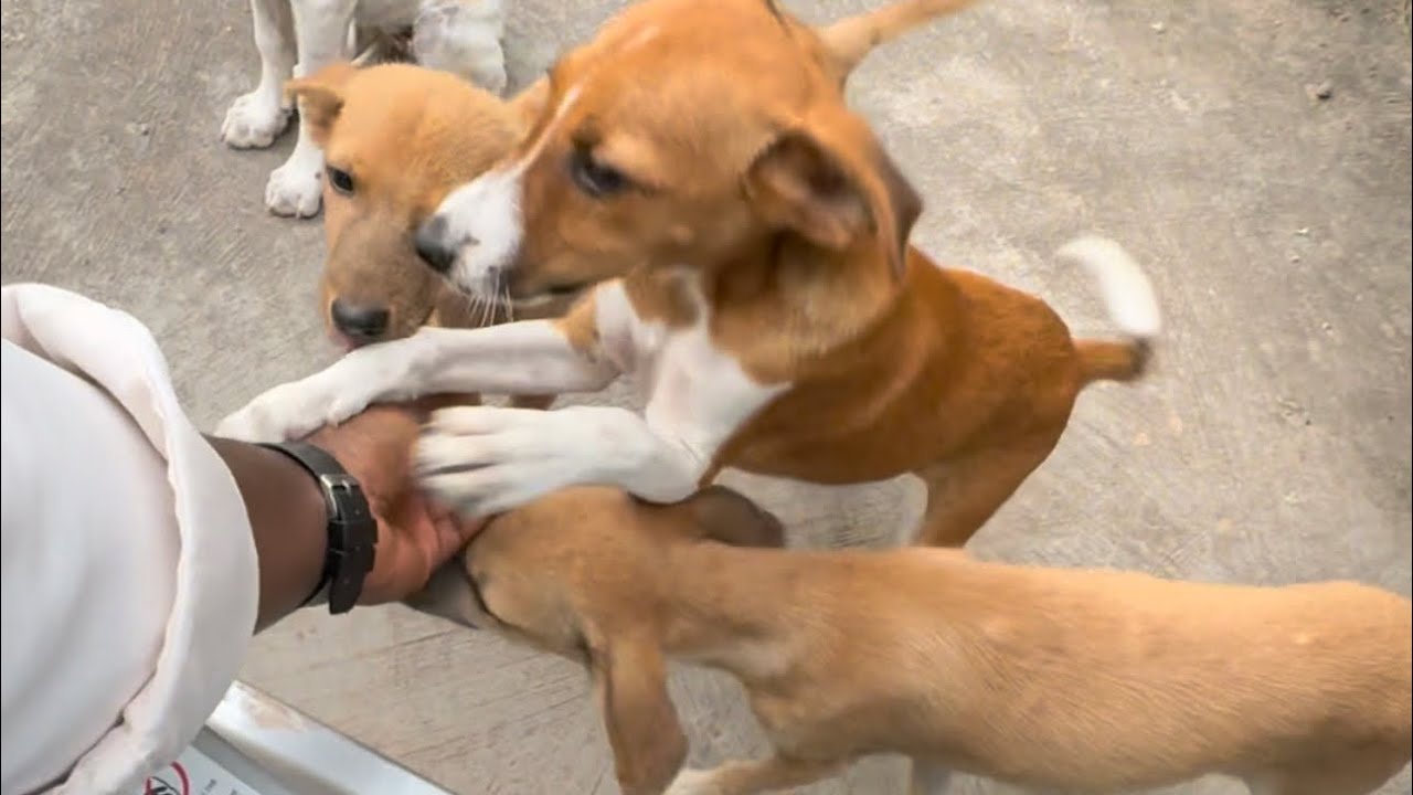 Compilation of Dogs Playing Funny Video hahah Episode 11! - YouTube