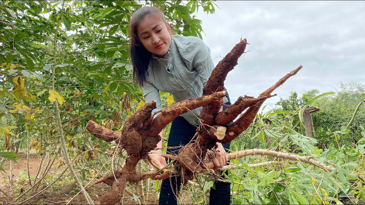 Have you ever eaten yellow cassava? Harvest Cassava for my recipe ...