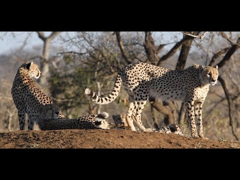 Rare Coalition of FIVE Cheetah Males | On the Beat in the Manyeleti #96 ...