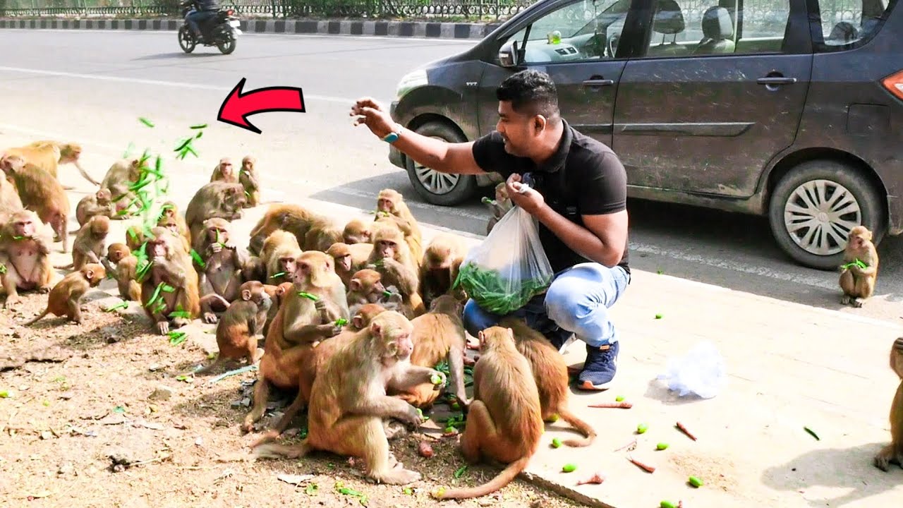 Feeding A "Group,, Of Monkeys 🐒 In India | Feeding Monkeys In India ...