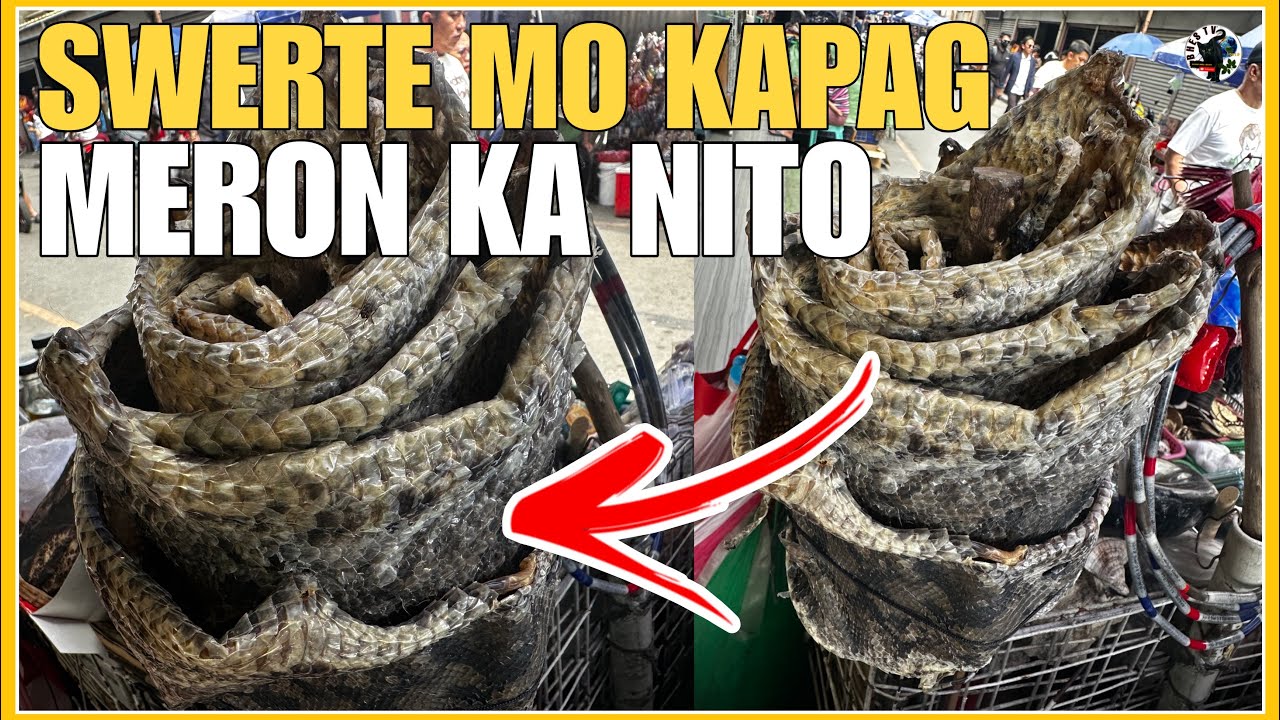 BAKA DI MO ALAM KINUKUHA PALA ITO SA AHAS AT BAYAWAK, MAINAM NA BERTUD ...