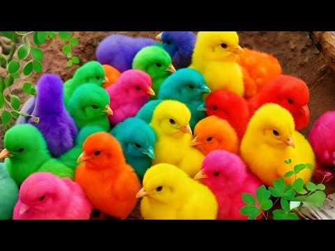 Ayam Lucu, ayam warna warni, ayam rainbow, kelinci lucu, bebek lucu, ikan koi, Hewan Lucu 🌈🐔✨