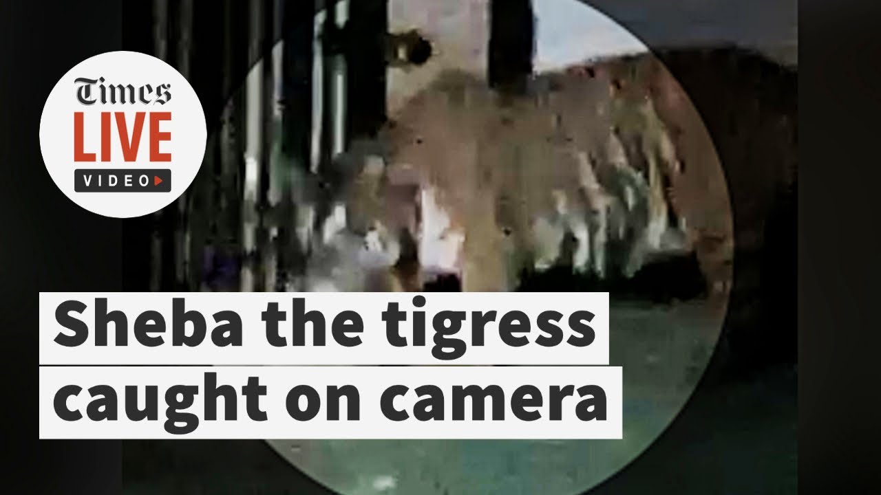 Final moments of Sheba the tiger before she was put down - YouTube