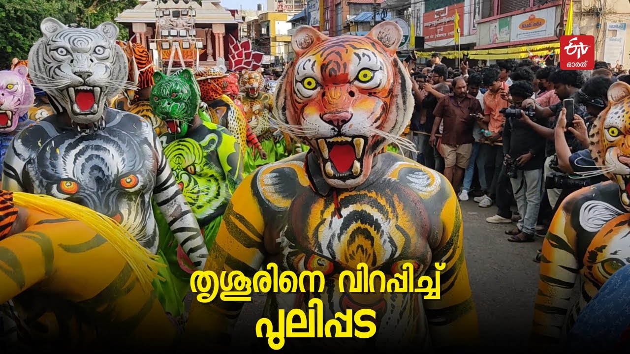 സ്വരാജ് റൗണ്ടിൽ ആറാടി പുലിക്കൂട്ടം, പൂരാരവത്തോടെ ജനം ; വർണാഭം ...