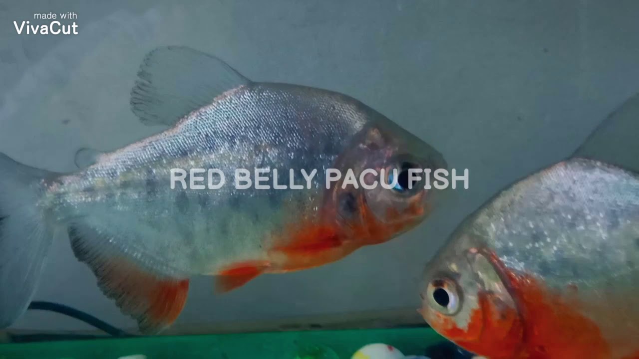 CUTE LITTLE PACU FISH - YouTube