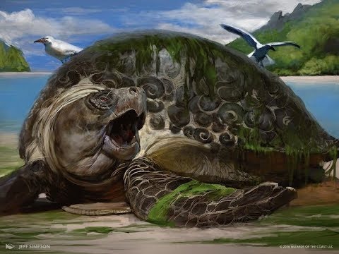 Ranking the Turtles of Magic - YouTube
