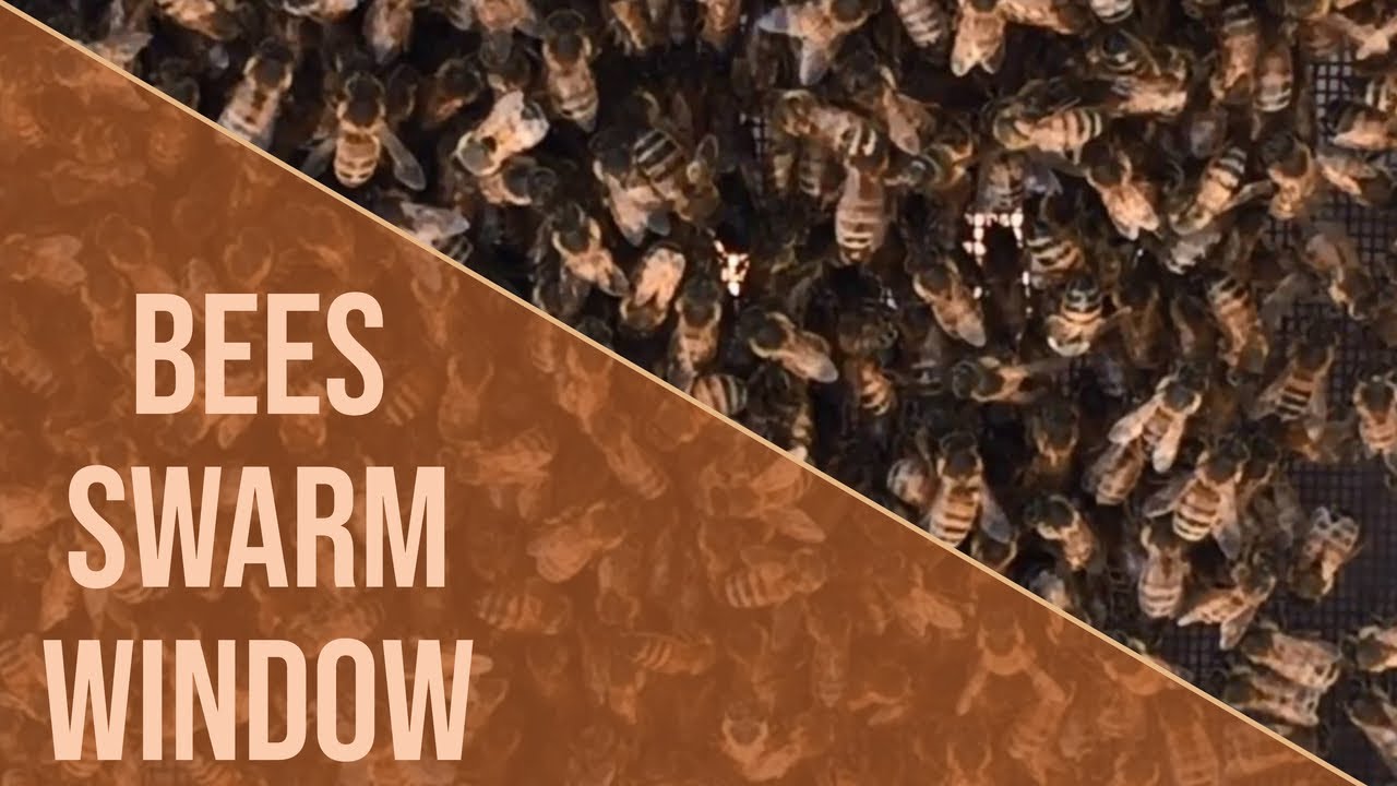 Bees Swarm Window In Bermuda May 29 2016 - YouTube