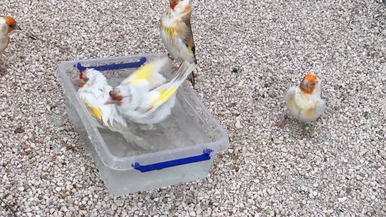 Chardonneret Goldfinch Stieglitz Major Mutations Hasan Mahmoud "Washing ...