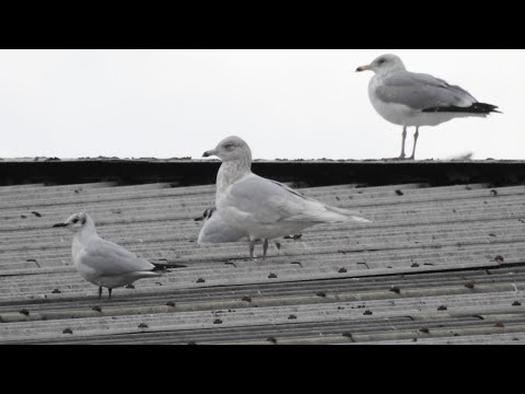 Kumliens Gull. Widnes, Cheshire. February 2024 @southliverpoolbirder# ...