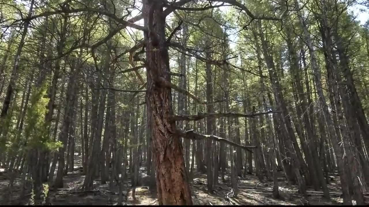 On Special Assignment: Dead trees pose real threat to people - YouTube