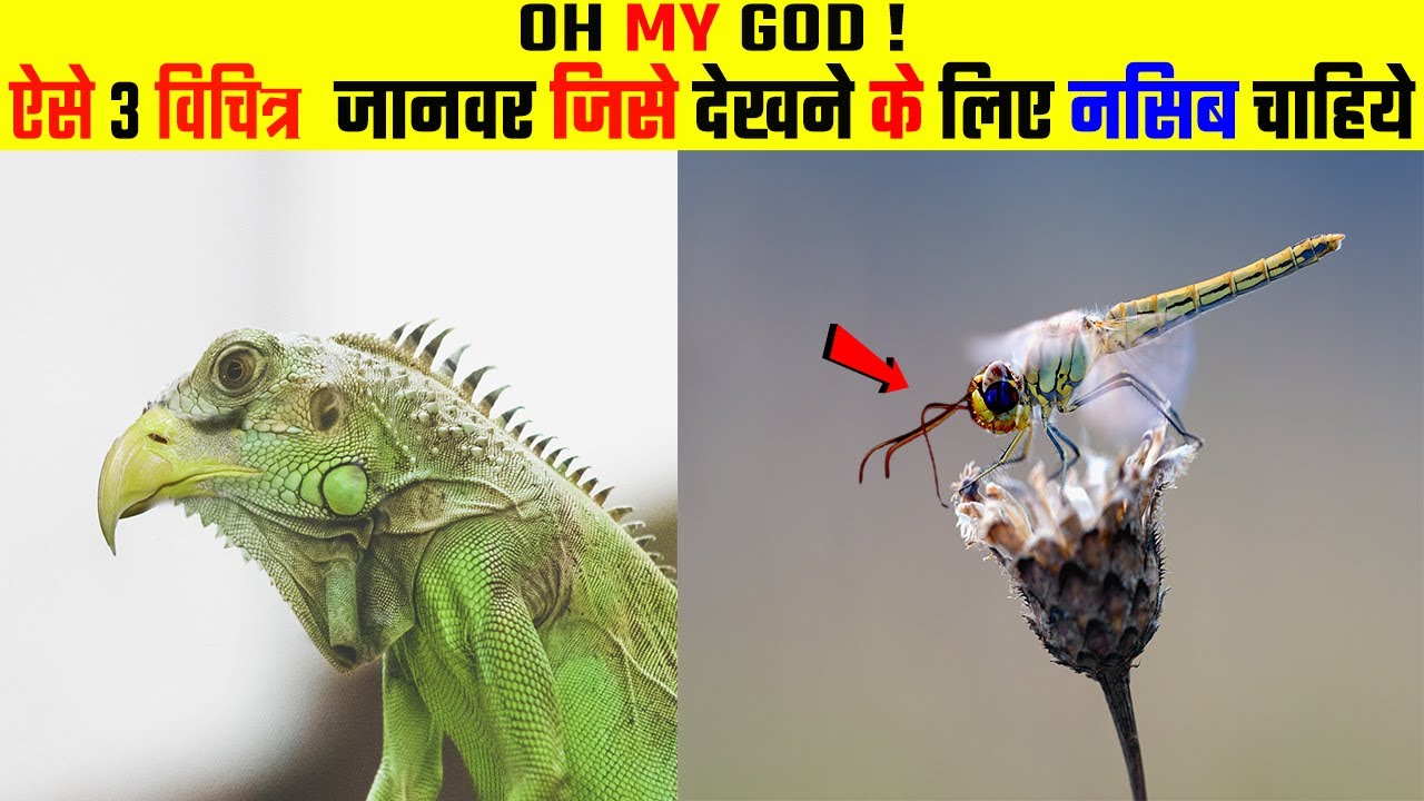 wired animals in the world | दुनिया के 3 सबसे बिचित्र जीव । wired animals | facts | amazing ...