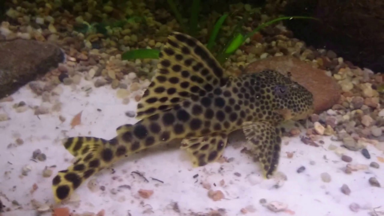 L075, L124, L301, LDA002, Para Pleco 1 - YouTube