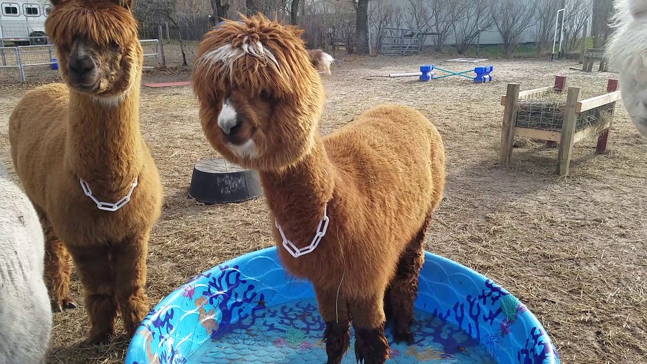 Jerry, the alpaca, in his pool 2020 - YouTube