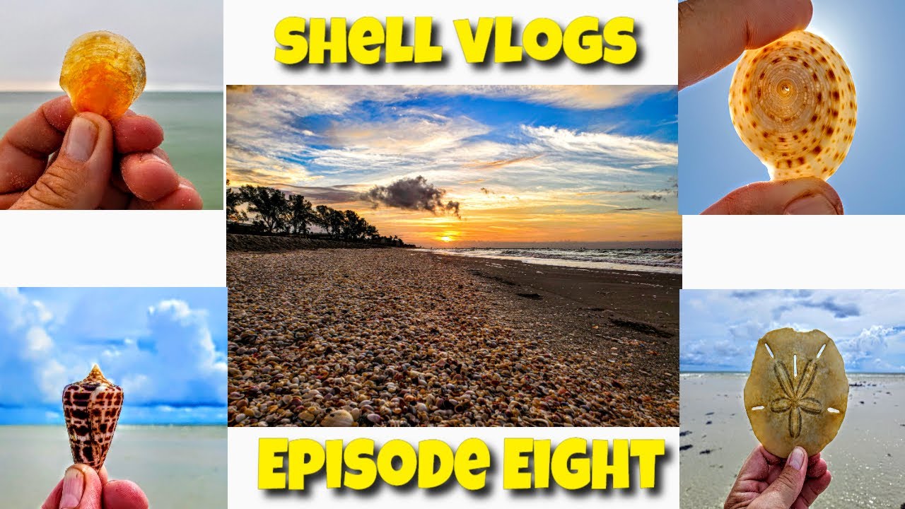 Shell Vlogs Episode Eight "Night Shelling Compilation" - YouTube
