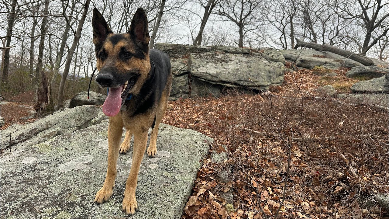 Wednesday 11/20 Hike - Goofy, Bandit, Chelsea, and Chai - YouTube