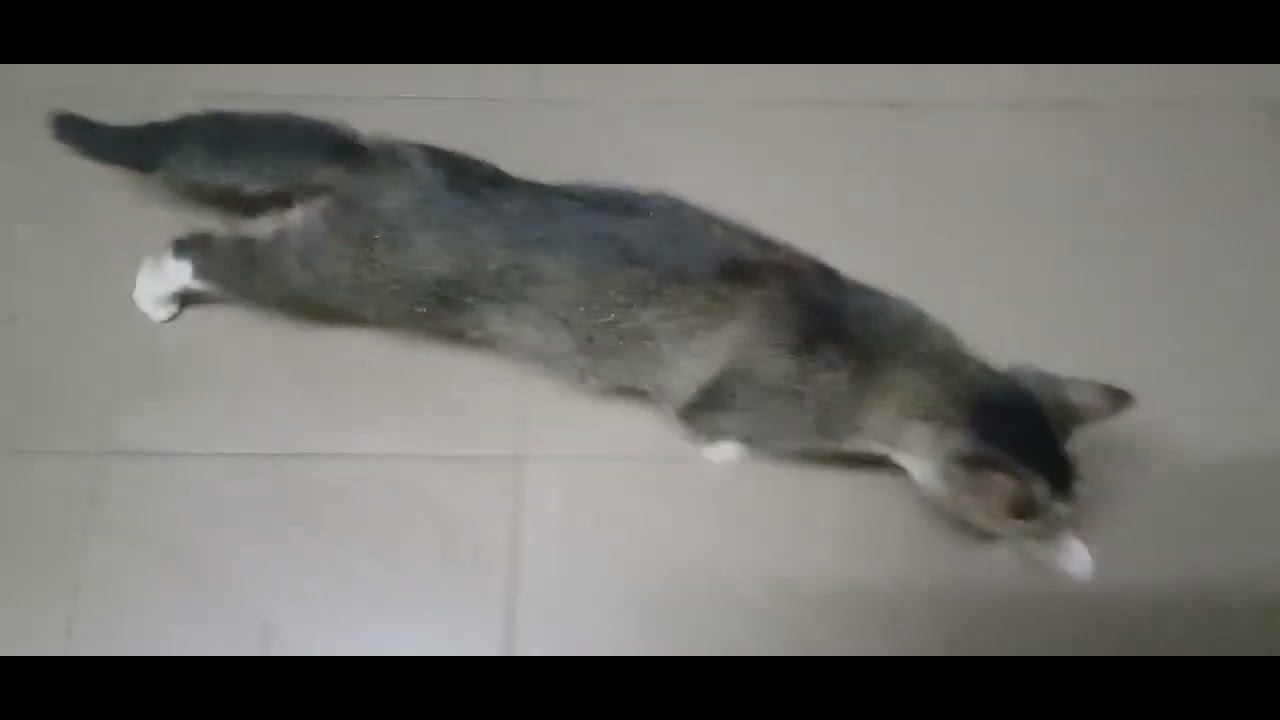 Aksi Kucing Di Man Chicken Chop. - YouTube