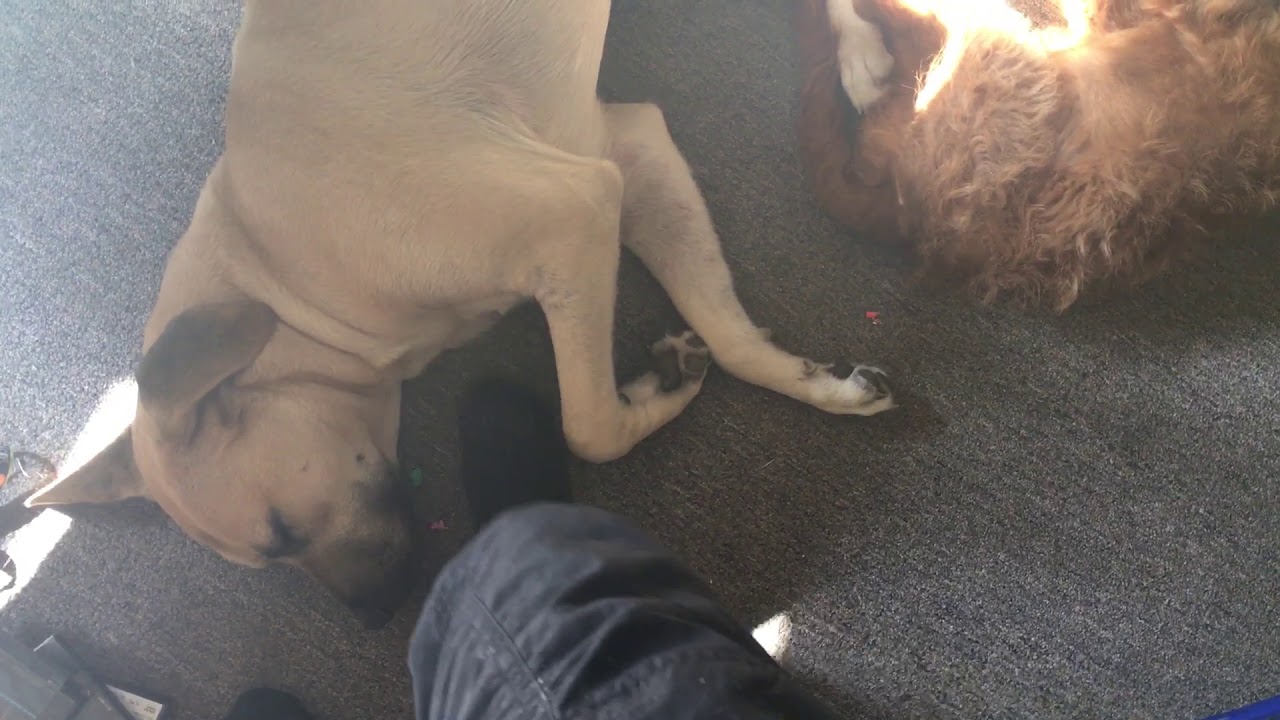 A pair of dogs attack a guy and get kicked - YouTube