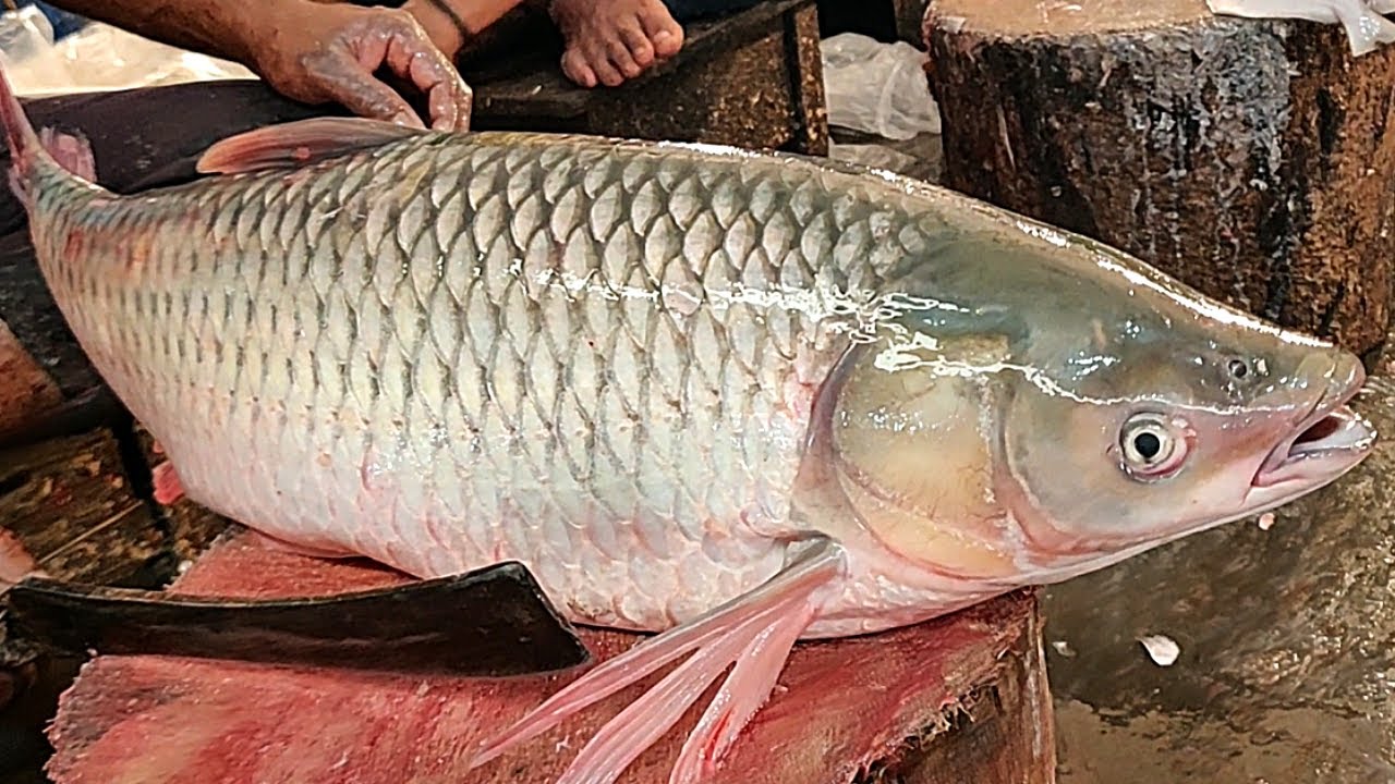 Bangladeshi Fish Market Live - Amazing HUGE GRASS CARP FISH Cutting ...